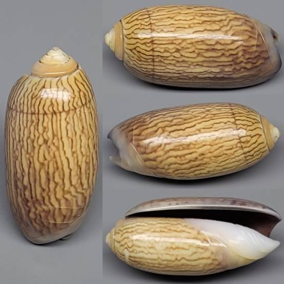 shellauction.net :: Oliva oliva - 3598907