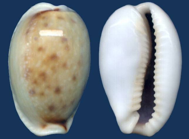 shellauction.net :: Naria boivinii - 3598922