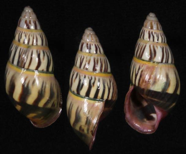 shellauction.net :: Amphidromus philippeboucheti - 3598926