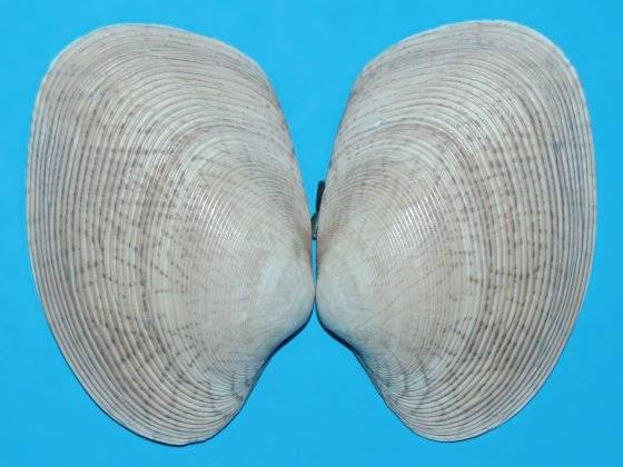 shellauction.net :: Tapes conspersus - 3598932