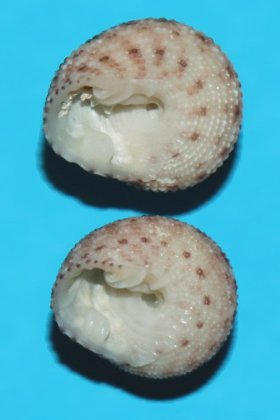 shellauction.net :: Clanculus clanguloides - 3598953