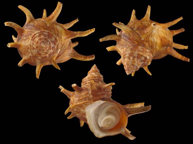 shellauction.net :: Turbo cornutus - 3599107