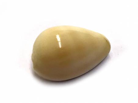 shellauction.net :: Persicula robusta - 3599111