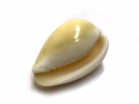 shellauction.net :: Persicula robusta - 3599111