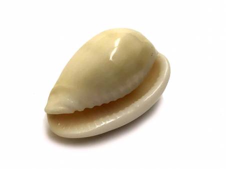 shellauction.net :: Persicula robusta - 3599113