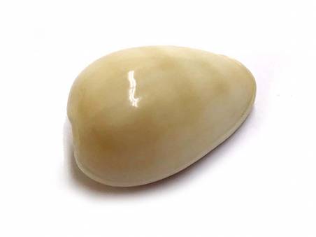 shellauction.net :: Persicula robusta - 3599116