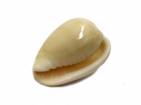 shellauction.net :: Persicula robusta - 3599116