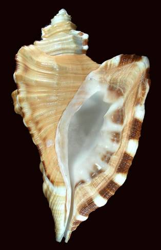 shellauction.net :: Cymatium raderi - 3599190