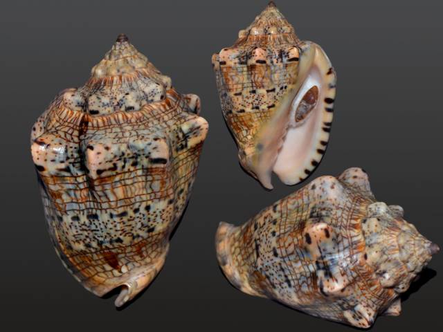 shellauction.net :: Voluta musica - 3599220