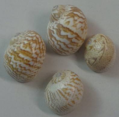 shellauction.net :: Natica fulminea - 3599234