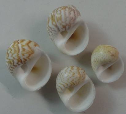 shellauction.net :: Natica fulminea - 3599234