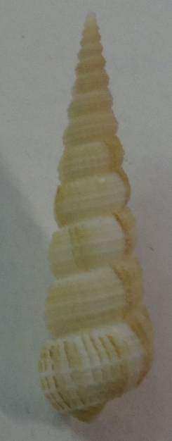 shellauction.net :: Amaea sericogazea - 3599254