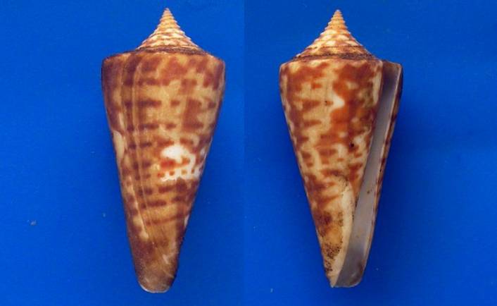 shellauction.net :: Conus dispar - 3599310