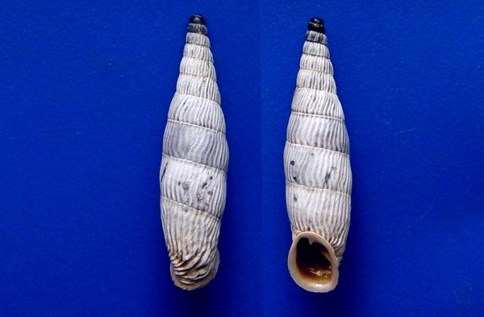 shellauction.net :: Albinaria teres nordsiecki - 3599323