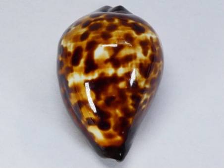 shellauction.net :: Cypraea decipiens - 3599453