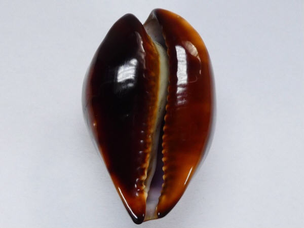shellauction.net :: Cypraea decipiens - 3599453