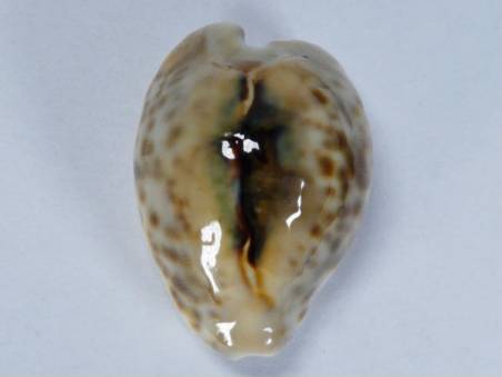 shellauction.net :: Cypraea teuleri - 3599463