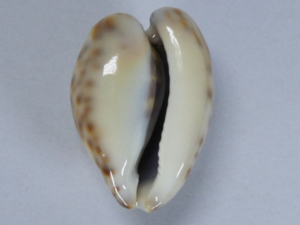 shellauction.net :: Cypraea teuleri - 3599463