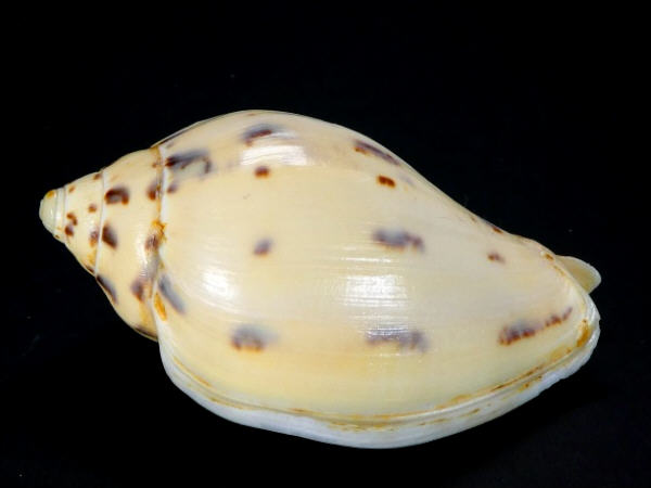 shellauction.net :: Cymbiola flavicans - 3599489