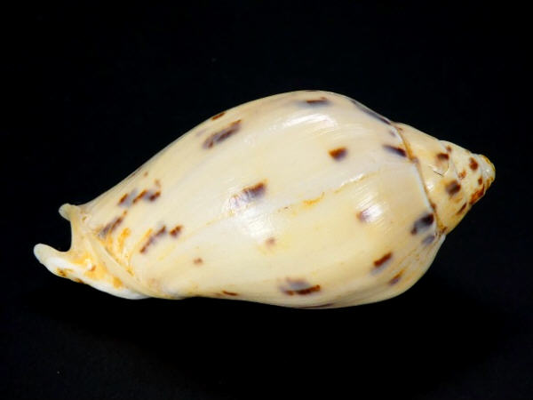 shellauction.net :: Cymbiola flavicans - 3599489