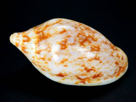 shellauction.net :: Cymbiola rutila macgillivrayi - 3599491