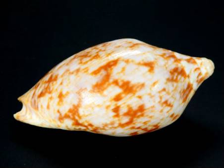 shellauction.net :: Cymbiola rutila macgillivrayi - 3599491