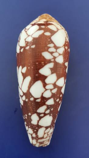 shellauction.net :: Conus episcopatus - 3599500