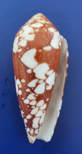 shellauction.net :: Conus episcopatus - 3599500