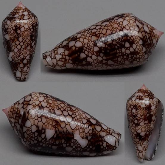 shellauction.net :: Conus canonicus - 3599547