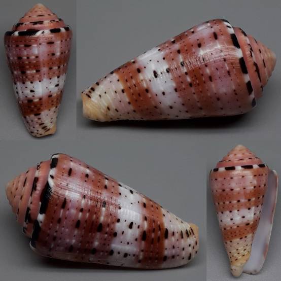 shellauction.net :: Conus aurisiacus - 3599588