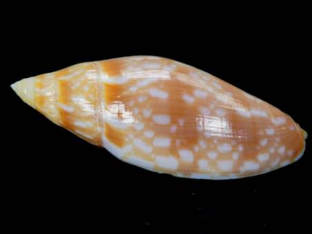 shellauction.net :: Amoria guttata - 3599705