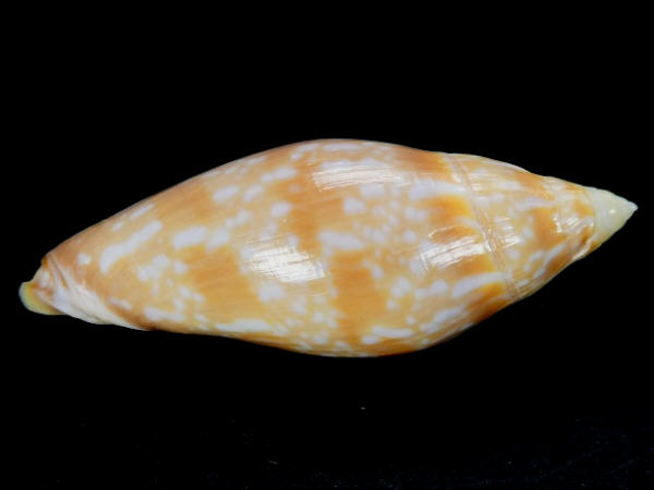 shellauction.net :: Amoria guttata - 3599705