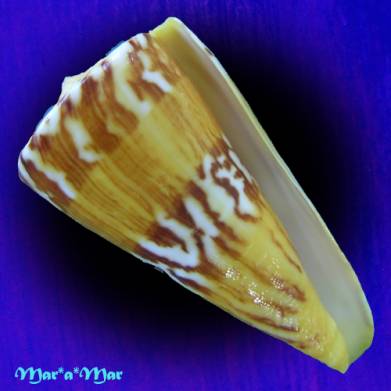 shellauction.net :: Conus riosi - 3599726