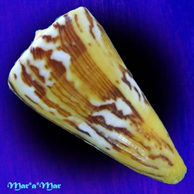 shellauction.net :: Conus riosi - 3599726