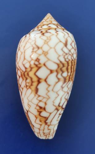 shellauction.net :: Conus textile aquata - 3599731