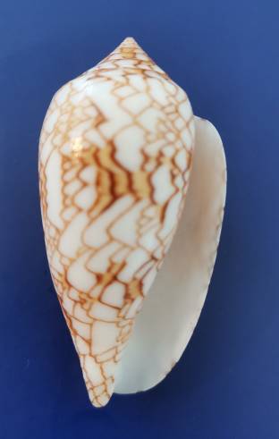 shellauction.net :: Conus textile aquata - 3599731