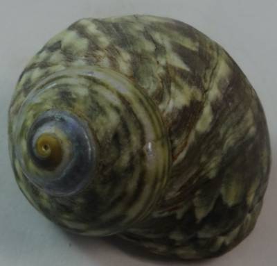 shellauction.net :: Turbo undulatus - 3599742