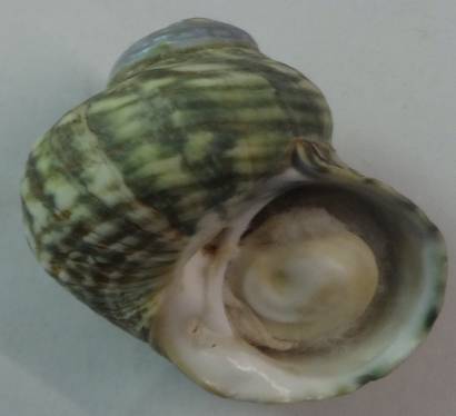 shellauction.net :: Turbo undulatus - 3599742