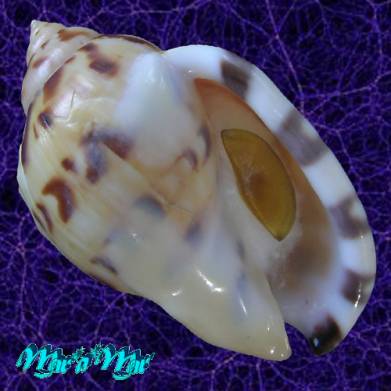 shellauction.net :: Semicassis labiata iheringi - 3599752