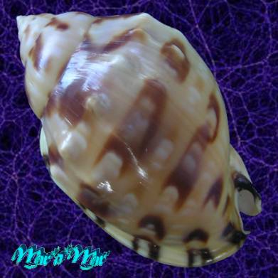 shellauction.net :: Semicassis labiata iheringi - 3599752