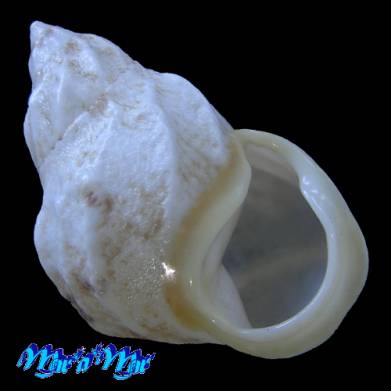 shellauction.net :: Auris bilabiata - 3599764