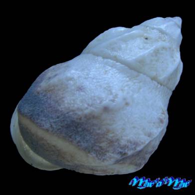 shellauction.net :: Auris bilabiata - 3599764