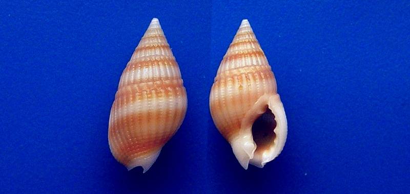 shellauction.net :: Nassarius concinnus - 3599816