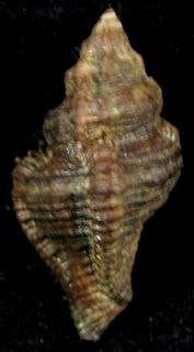 shellauction.net :: Chicoreus capucinus - 3599877