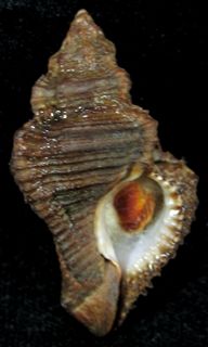 shellauction.net :: Chicoreus capucinus - 3599877