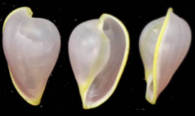 shellauction.net :: Xandarovula xanthochila - 3599881