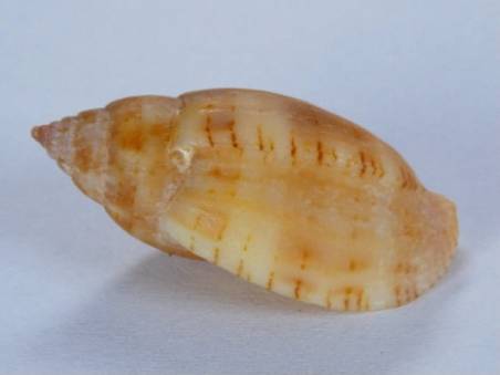 shellauction.net :: Lyria deliciosa - 3599998