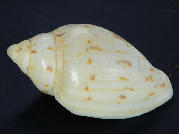 shellauction.net :: Cymbiola flavicans - 3600000