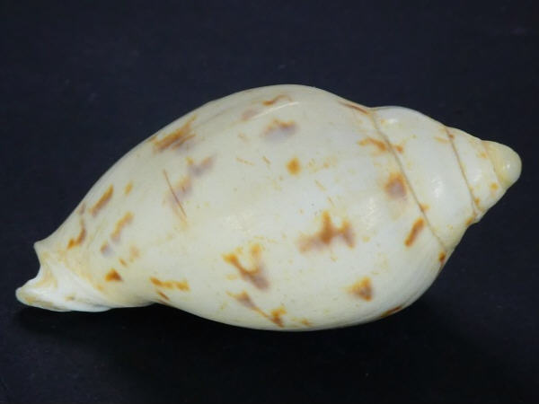 shellauction.net :: Cymbiola flavicans - 3600000