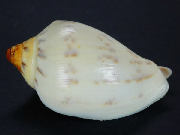 shellauction.net :: Cymbiola flavicans - 3600001